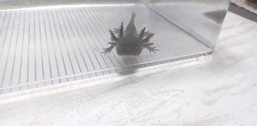 Whatsitsface from Whatsitcalled (4.5" GFP Melanoid) | Mysite