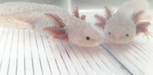 Badabababa I'm Lovin' It (5.5" Copper Axanthic) | Mysite