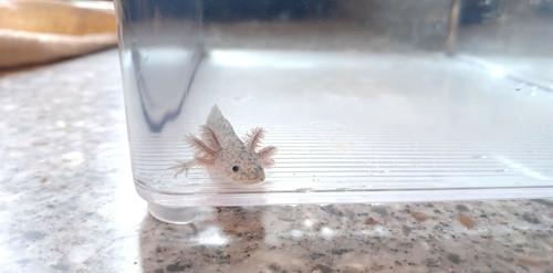 Captain Crack Sparrow (3" Axanthic) | Mysite