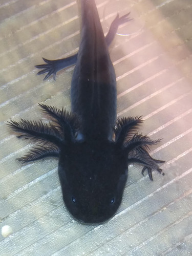 Gabriel (3.5" Black Melanoid) | Mysite