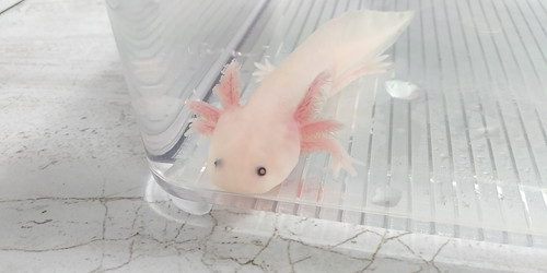 The Mummy Presented By Ace Bandage (4" Lucy ) | Mysite