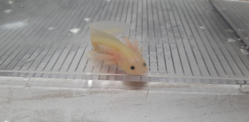 Obtuse Rubber Goose (3" GFP Lucy) | Mysite