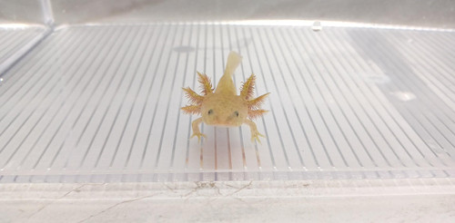 Orc Maggot (3" Copper HET HYPO) | Mysite