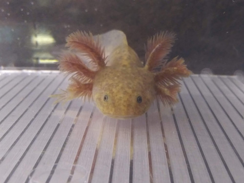 Snooka (5" Copper) | Mysite