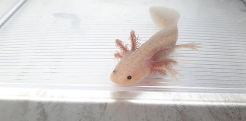 Nixie (4" GFP Copper Axanthic ) | Mysite