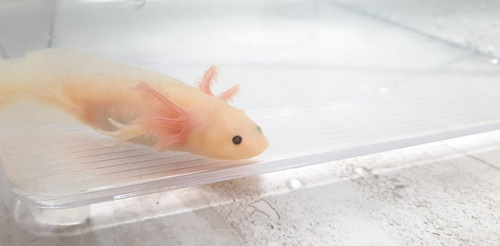 Toxic Cupid (4" GFP Lucy) | Mysite