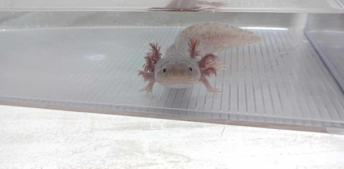 Toasted Kegmaster (6.5" Copper Axanthic) | Mysite