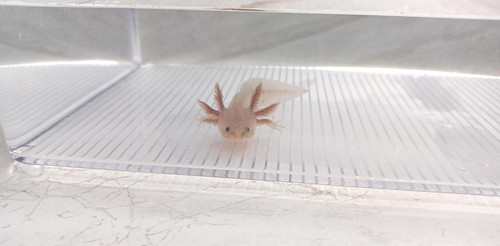 Peckerhead Sumbish (3.5" Melanoid Axanthic Copper HET HYPO) | Mysite