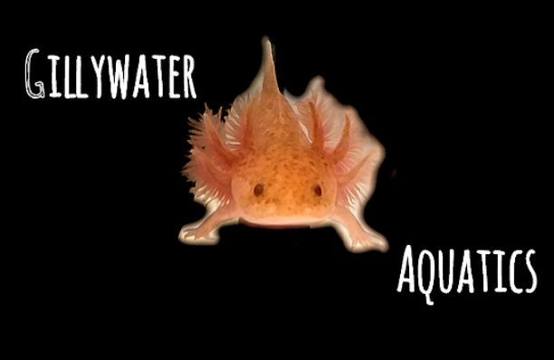 Axolotls for sale | Gillywater Aquatics | United States