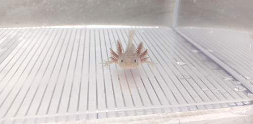 Super Gremlin (3.5" Copper Axanthic HET HYPO) | Mysite