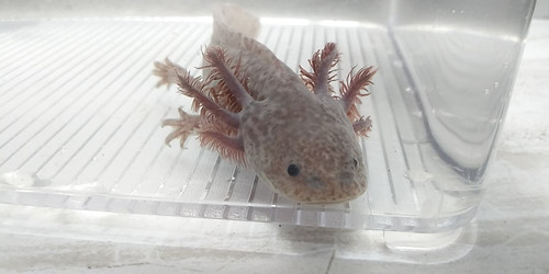 San Diego Padres (5" Copper Axanthic) | Mysite