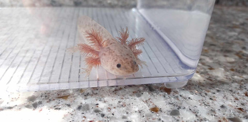 Scruffy Nerf Herder (4.5" Axanthic Copper HET HYPO) | Mysite