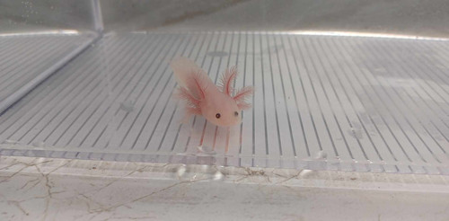 Meatball Martin Luther King Blvd (3" Clean Lucy HET HYPO) | Mysite