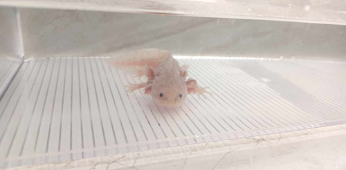 Buns N' Roses (5" Copper Axanthic) | Mysite