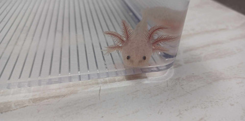 Gluten Free GF Crust(4.5" Axanthic Copper HET HYPO) | Mysite