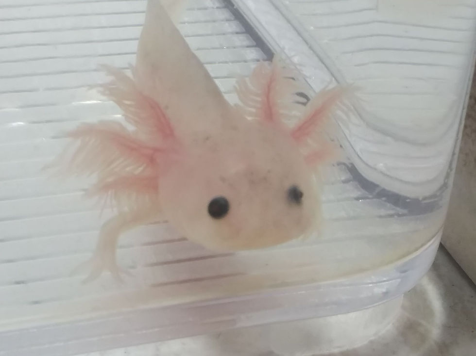 Jabba Binks (3" Lightly Speckled Lucy) | Mysite