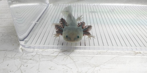 Mercury (4.5" GFP Lavender Melanoid) | Mysite