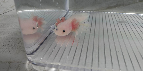 Saint Broseph (3.5" Lightly Speckled Lucy ) | Mysite