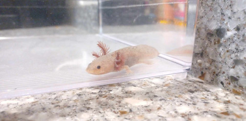 Red Ox (4" Axanthic Copper HET HYPO) | Mysite