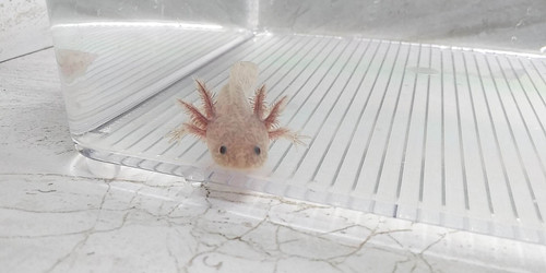 Hella Fella (3" Copper Axanthic ) | Mysite