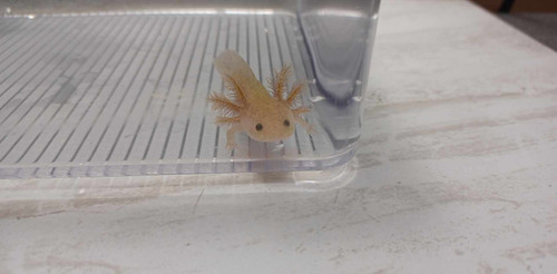 Marvel Sparkle Circle (3" Copper HET HYPO) | Mysite