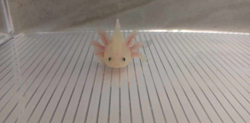 Tarzan Milkshake (3" GFP Lightly Speckled Lucy) | Mysite