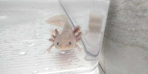 Han Soloburger (4" Copper Axanthic ) | Mysite