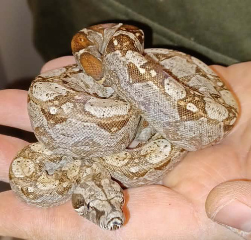 2nd Generation BCI/BCO Hybrid Boa Constrictor | Mysite