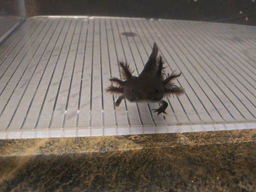 Nightmare ( 3" Black Melanoid) | Mysite