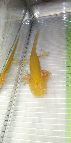 Mango Fire (4" High Iridophore Golden Albino) | Mysite