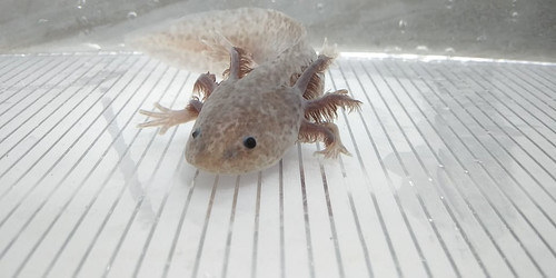 LeatherFace (6" Copper Axanthic) | Mysite