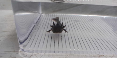 Sinister Biscuit (3" Black Melanoid) | Mysite