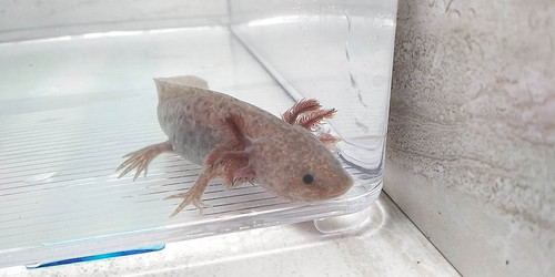 Hash Slinging Slasher (5" Copper Axanthic) | Mysite