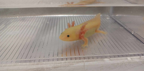 Smackie Kennedy (5" Lightly Speckled Super GFP Lucy) | Mysite