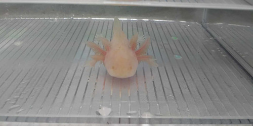 Whispering Death (4" Albino Melanoid) | Mysite