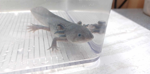 Shaboomi (5.5" Melanoid) | Mysite