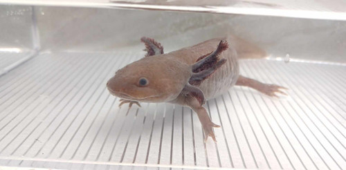 Hershey (7.5" Copper Melanoid FEMALE) | Mysite