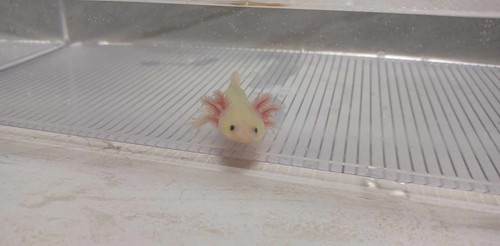 Gilly Muck (4" Clean GFP Lucy) | Mysite