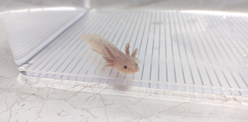 Traitor Tot (3" Copper Axanthic HET HYPO) | Mysite