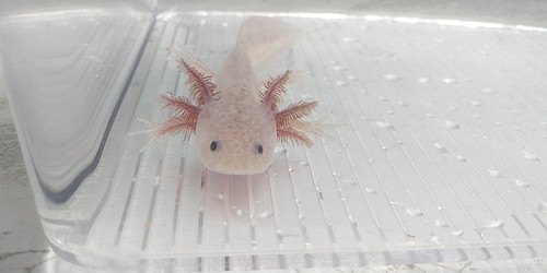 No Neck Nick (4" Copper Axanthic ) | Mysite