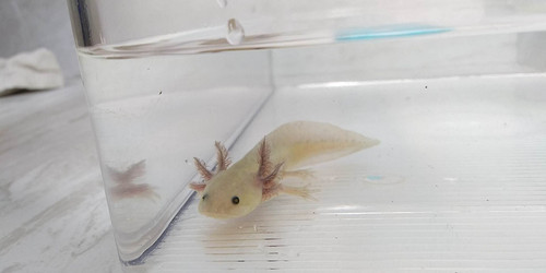 Brock Lee (3.5" GFP Copper Melanoid) | Mysite