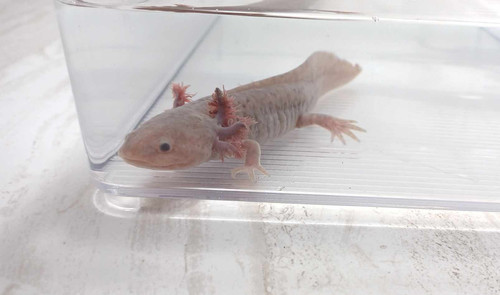 Ginuwine (6" Copper Axanthic) | Mysite