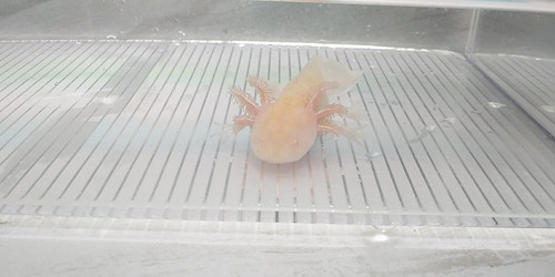 Crinkle Cut (3.5" Rose Gold Albino) DWARF | Mysite