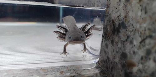 Katy Perrys Puddle Buddy (4" Dark Melanoid) | Mysite