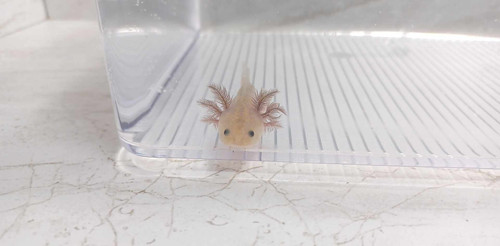 Spicy Volcano (3" Hypomelanistic Copper Melanoid) | Mysite