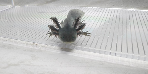 Major Look (4" GFP Melanoid) | Mysite