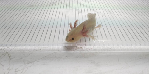 Milli Vanilli (3" GFP Copper Melanoid) | Mysite