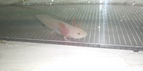 Saint Broseph (3" Silver Eye Lucy) | Mysite