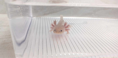 Ginger Snapped (4" Copper Axanthic) | Mysite