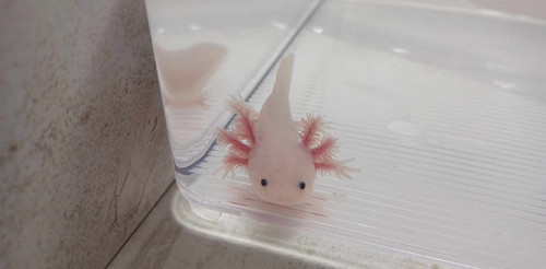 Pink Torpedo (4" Lightly Speckled Lucy) | Mysite